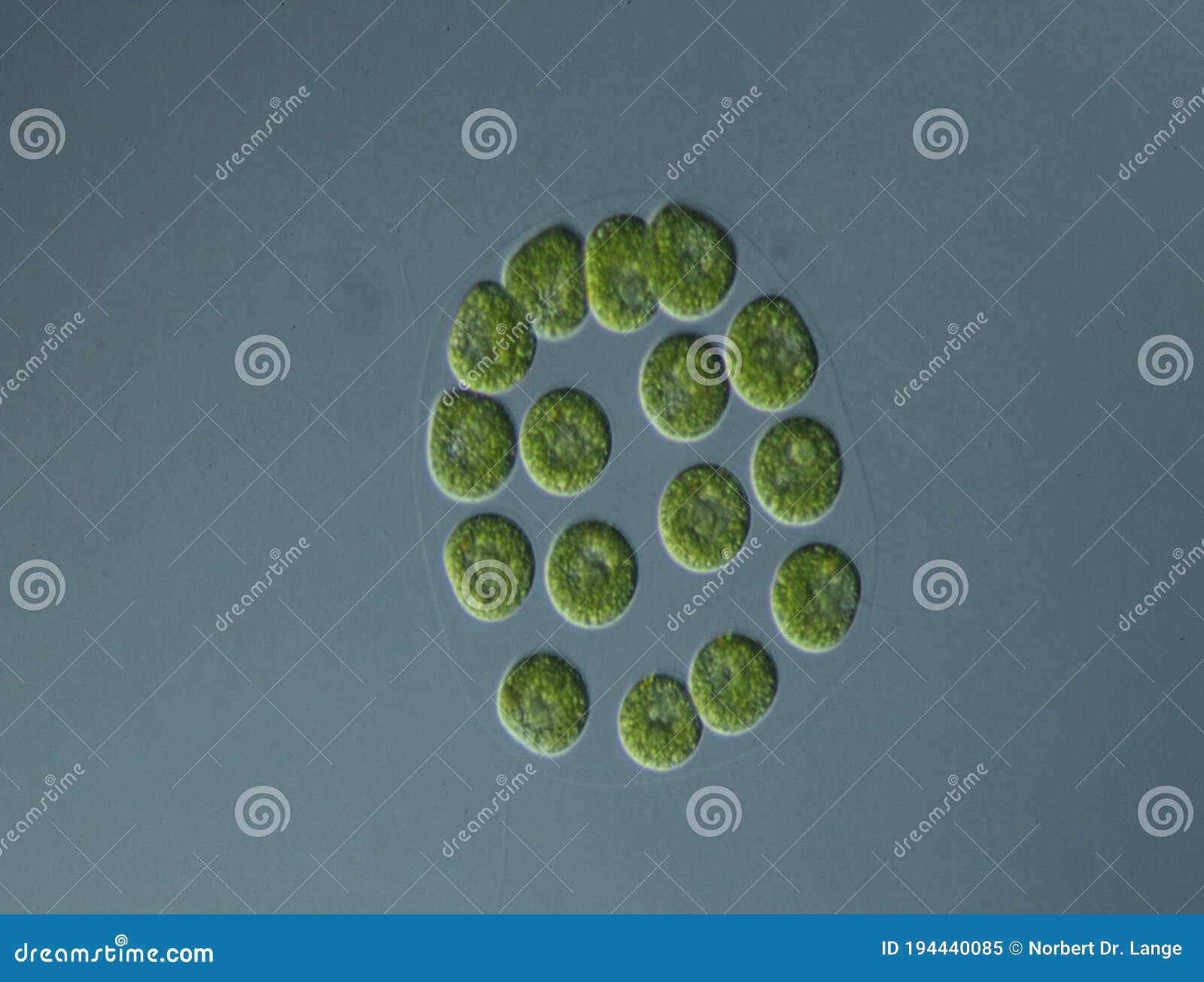 Green Algae at High Magnification Stock Image - Image of magnification ...