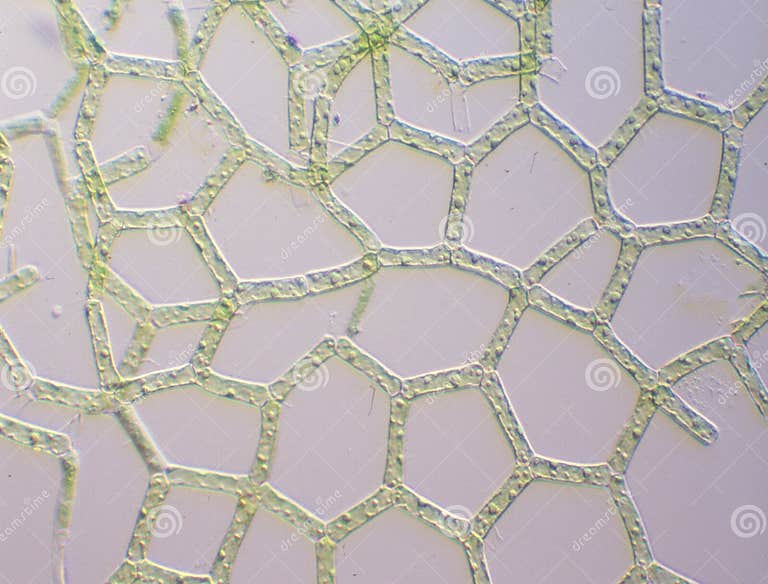 Green Algae at High Magnification Stock Photo - Image of organisms ...