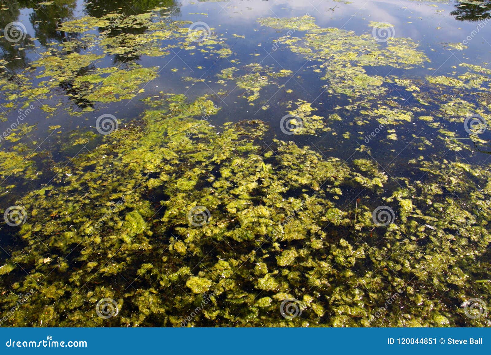 Green algae in a lake stock image. Image of microscopic - 120044851