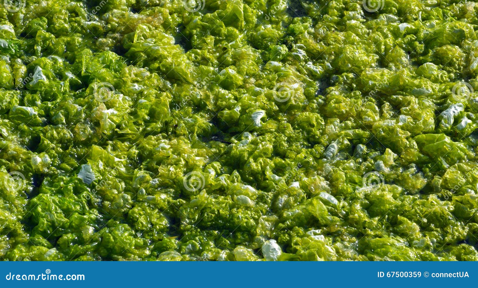 Green Algae in the Marine Estuary Stock Image - Image of algae, summer ...