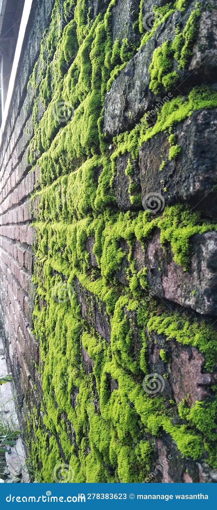 Green Algae on an Old Brick Wall Stock Image - Image of brick, green ...