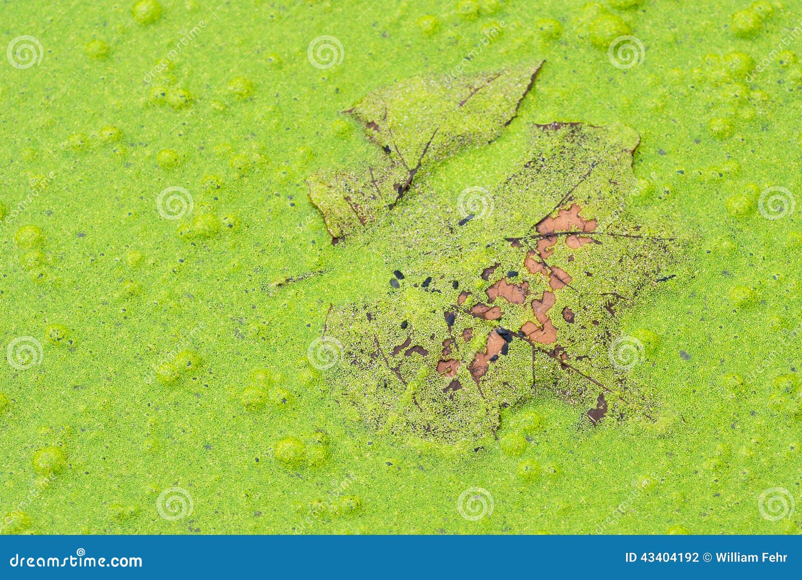Green Algae Overgrowth stock photo. Image of nature, water - 43404192