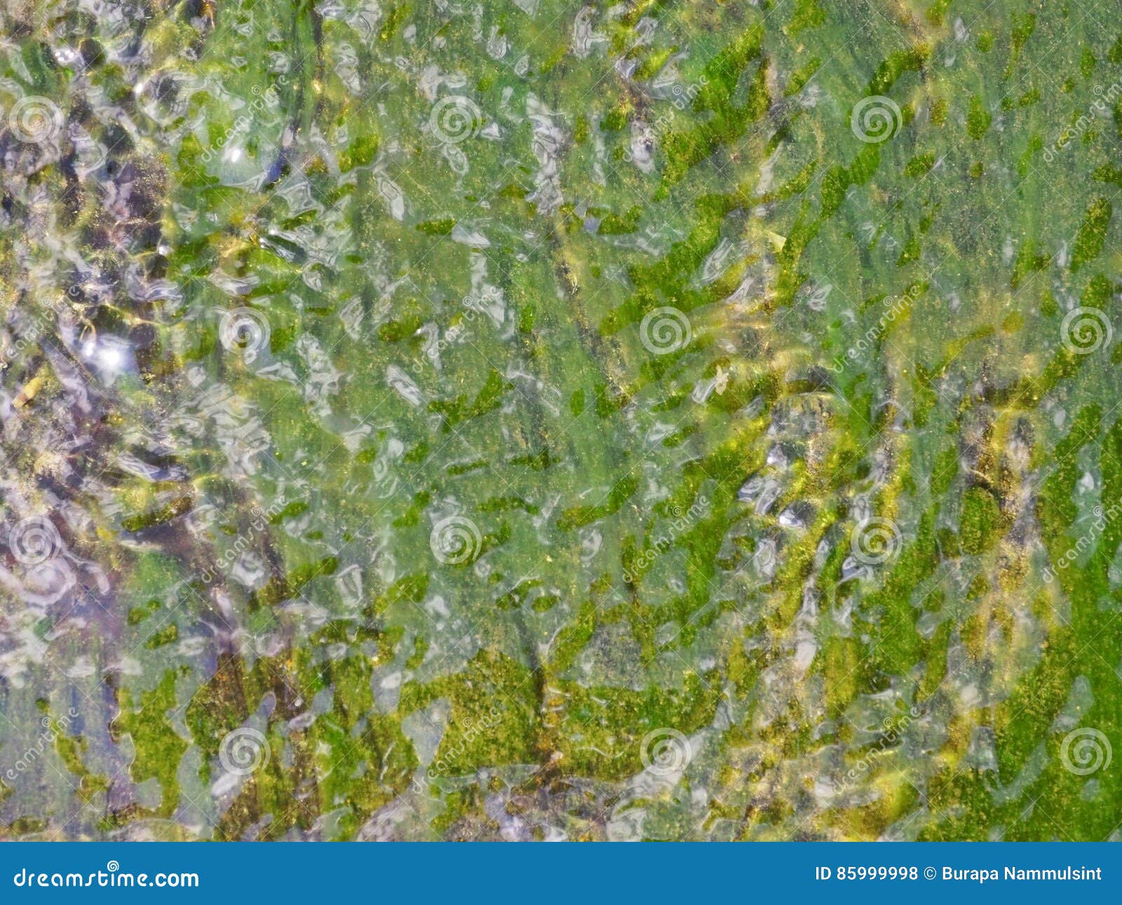 Green Algae Patterns on the Water Stock Photo - Image of beautiful ...