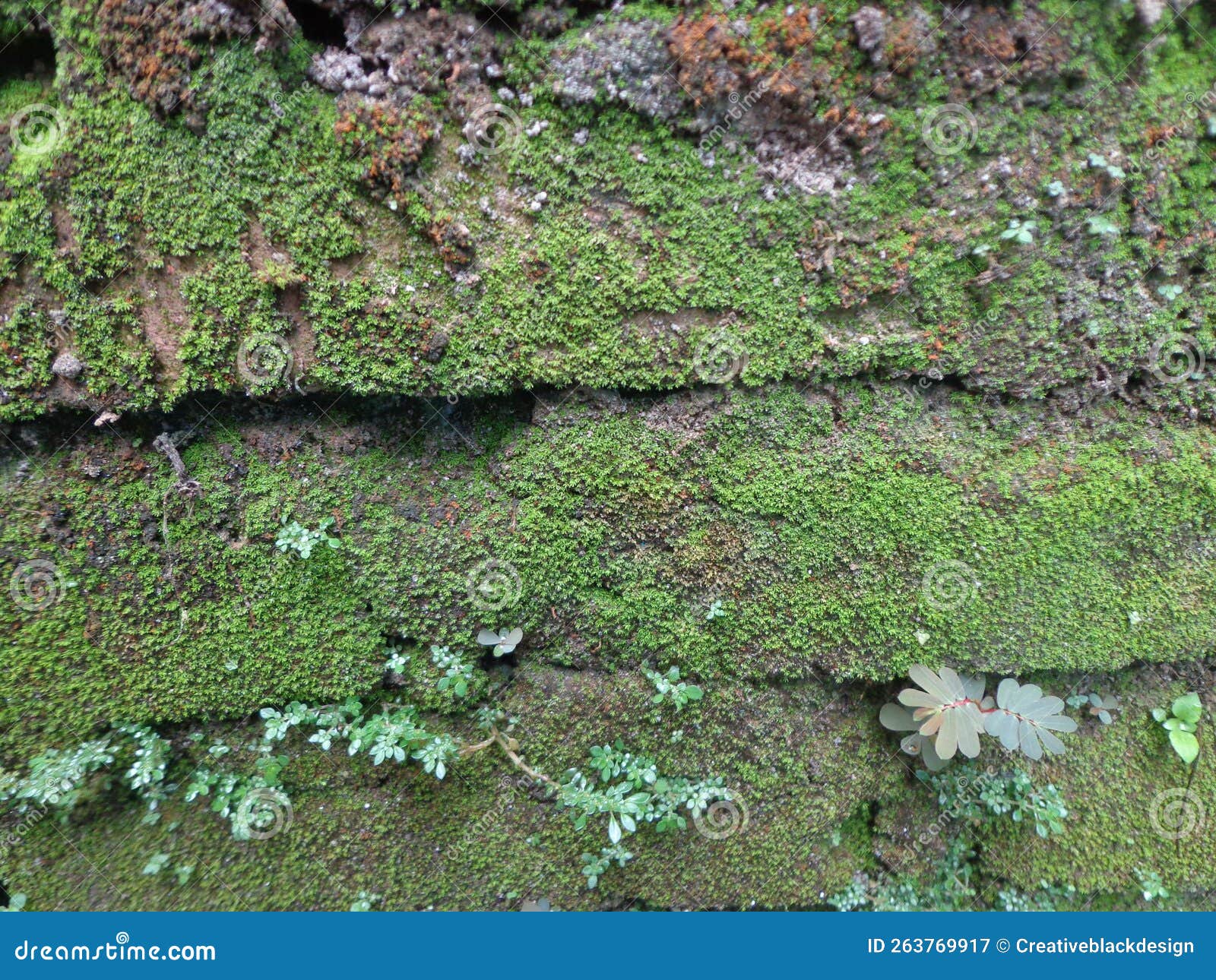 Green Algae Plant Pattern on the Wall Stock Image - Image of nature ...