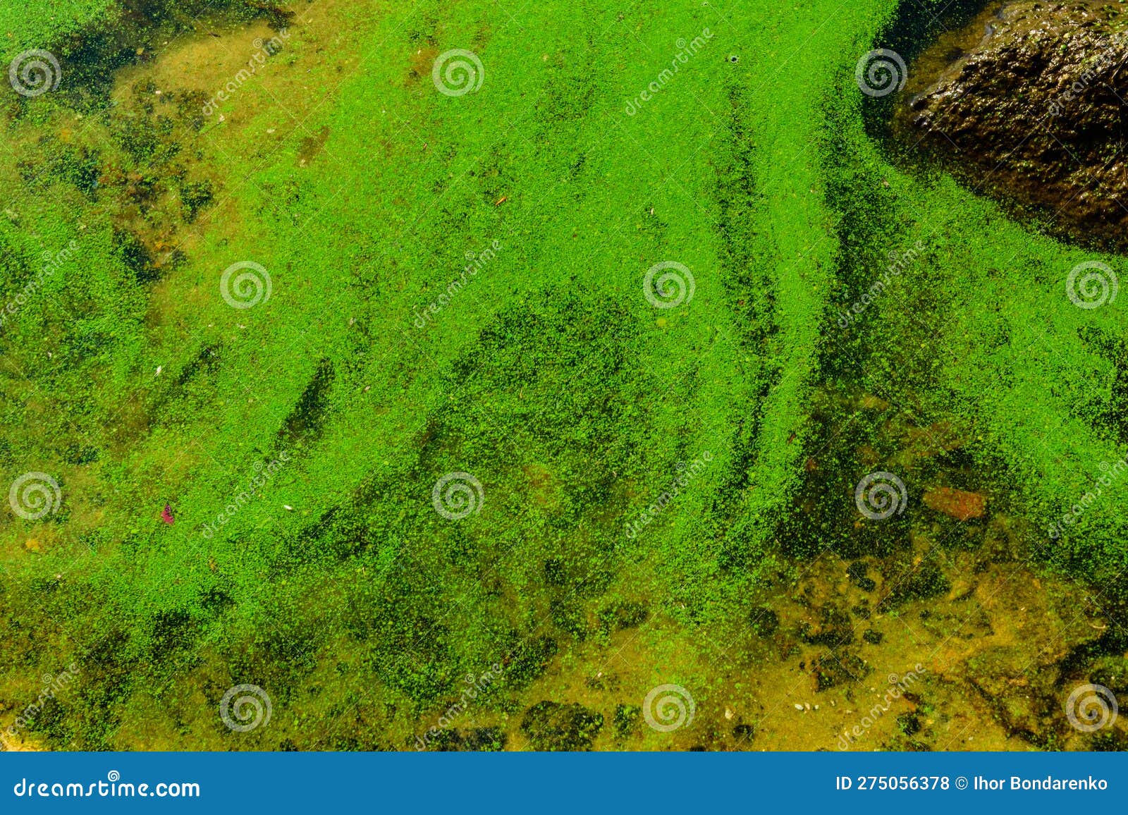 Green Algae Pollution on the Water Surface. Ecological Concept Stock ...