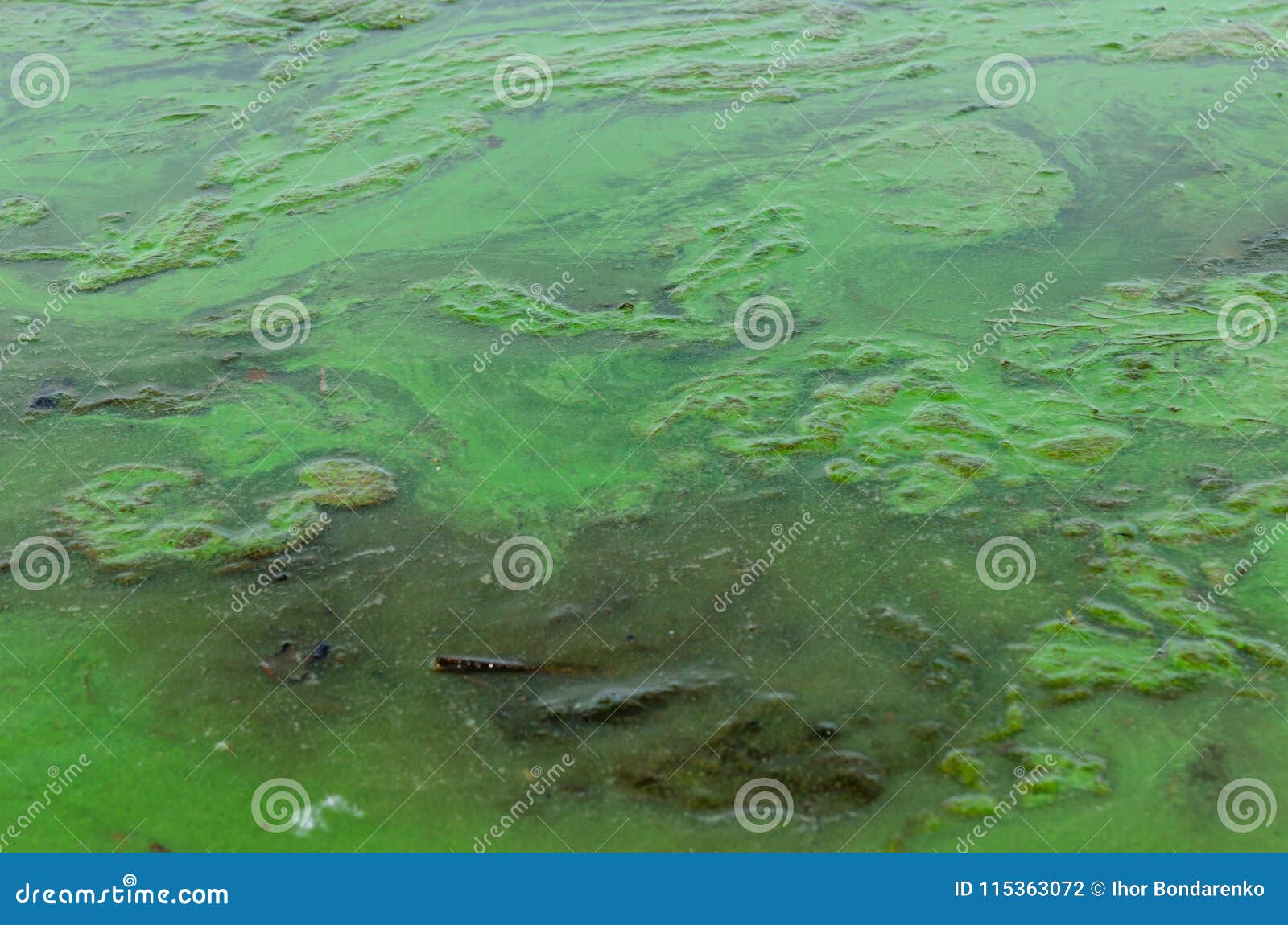 Green Algae Pollution on a Water Surface Stock Photo - Image of lake ...
