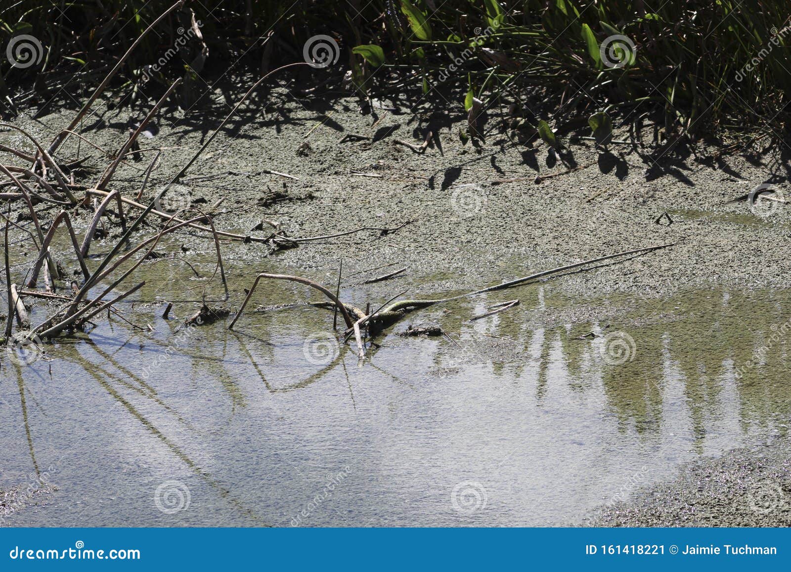 Algae in the swamp stock image. Image of lake, bush - 161418221