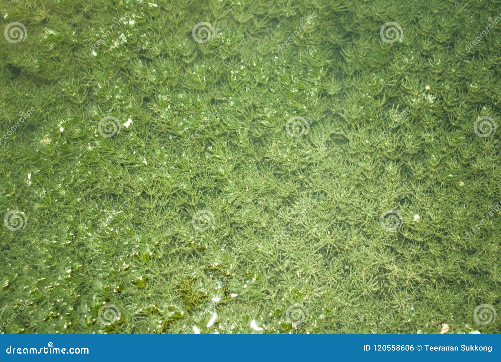 Green algae in water stock photo. Image of black, algae - 120558606
