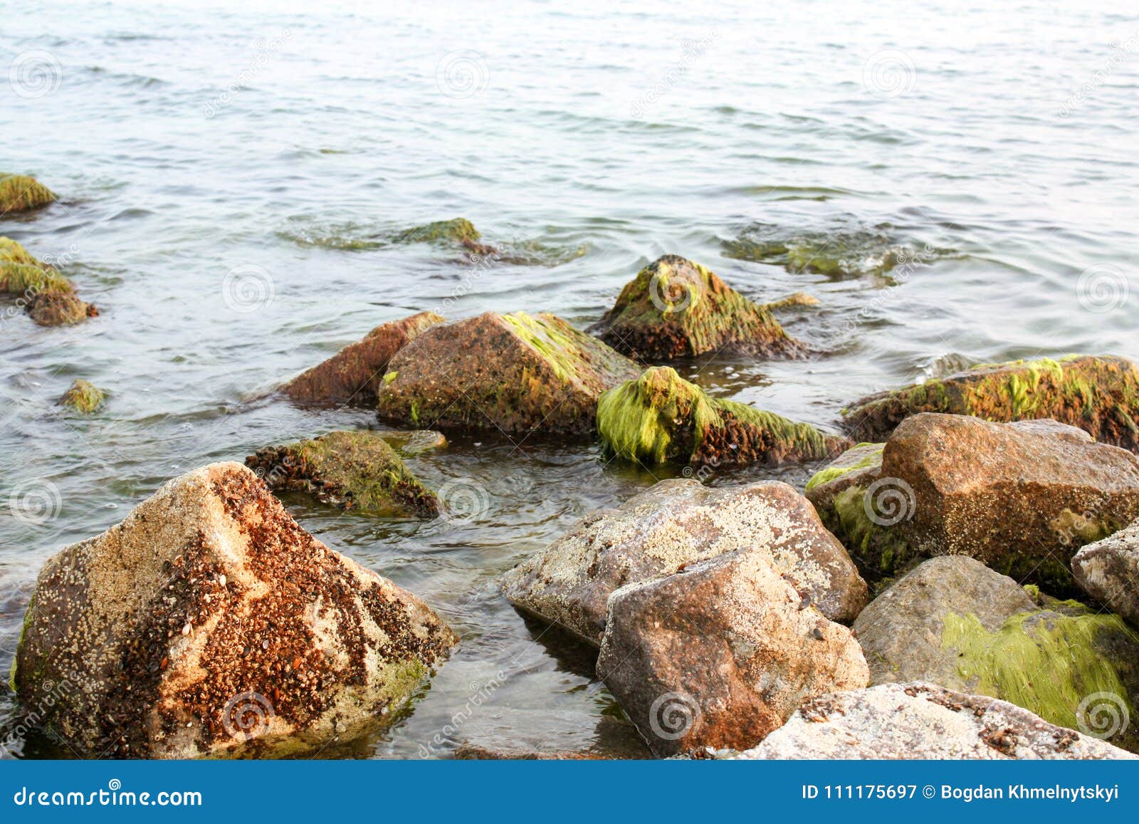 Green Algae on a Rock in the Middle of the Sea Stock Image - Image of ...
