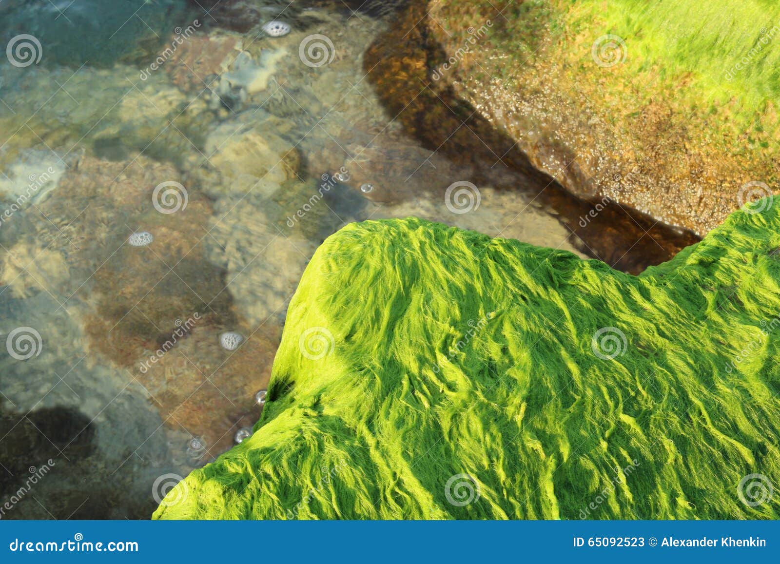 Green algae on the rock stock image. Image of background - 65092523