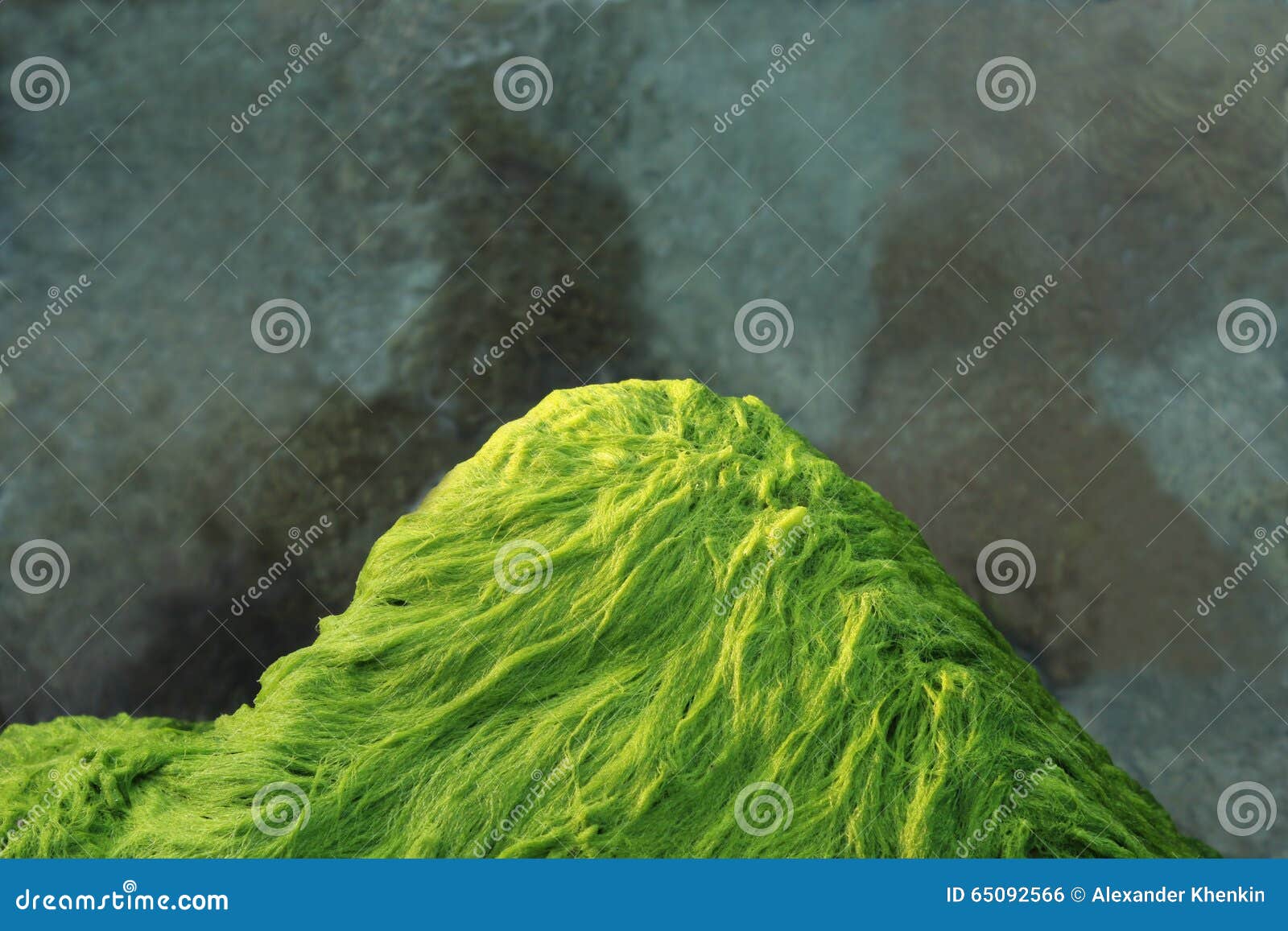 Green algae on the rock stock photo. Image of green, beauty - 65092566