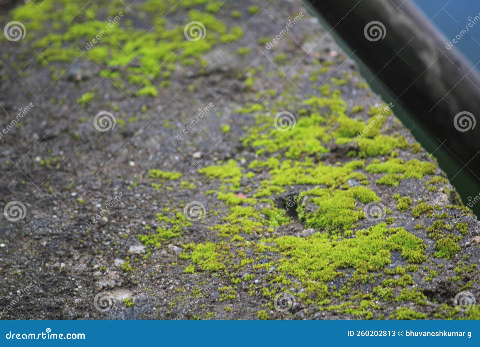Green Algae on the Rock Surface Stock Image - Image of garden, leaf ...