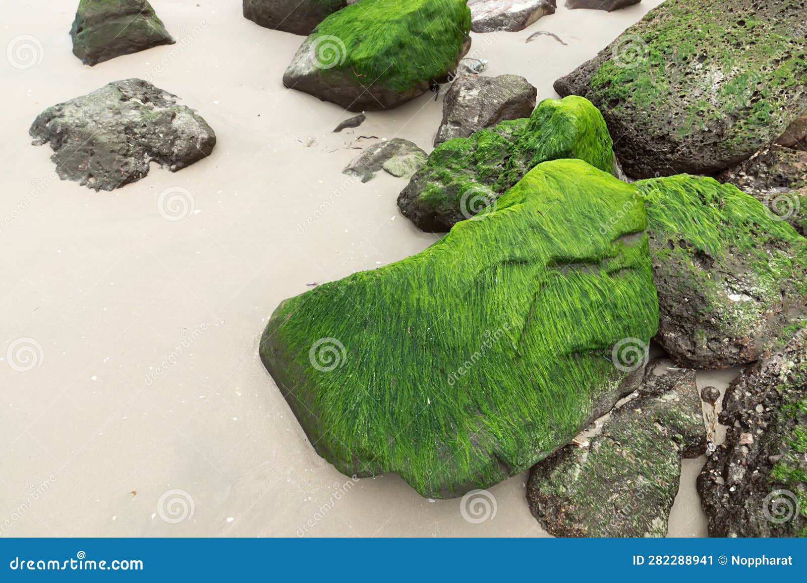 Green Algae on Rocks at the Beach Stock Image - Image of beauty, moody ...