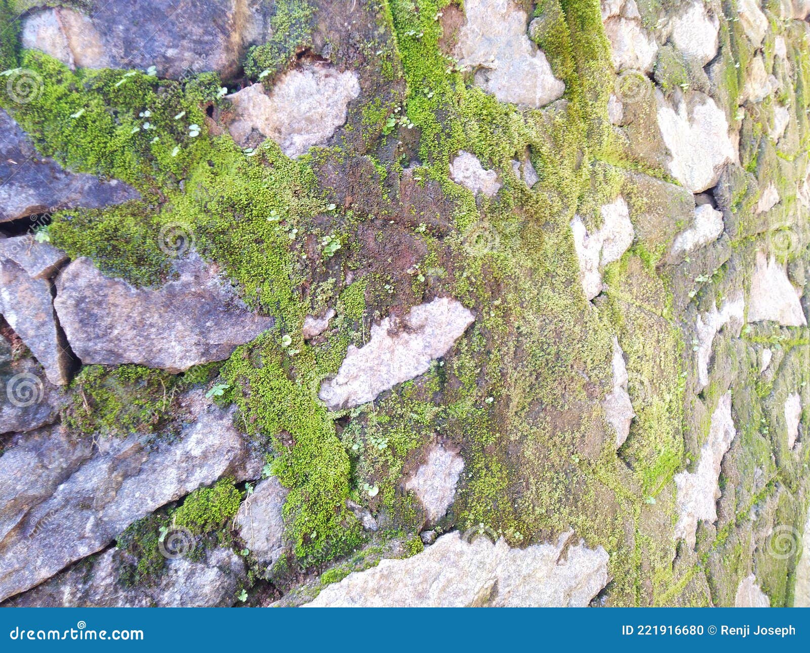 Green algae on the rocks stock photo. Image of grass - 221916680