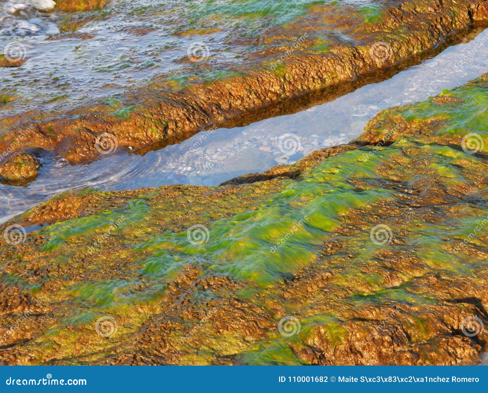 Green Algae on Rocks and Sea Water. Stock Photo - Image of shine, gold ...