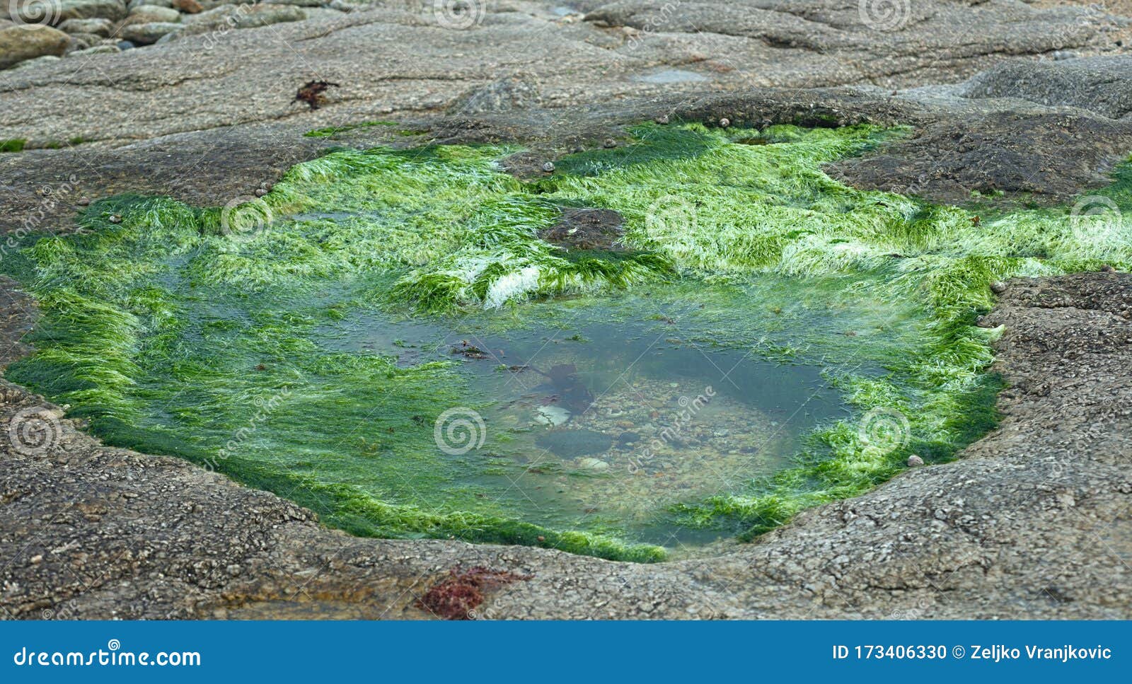 Green Algae on Rocky Surface Near Ocean Shore Stock Photo - Image of ...