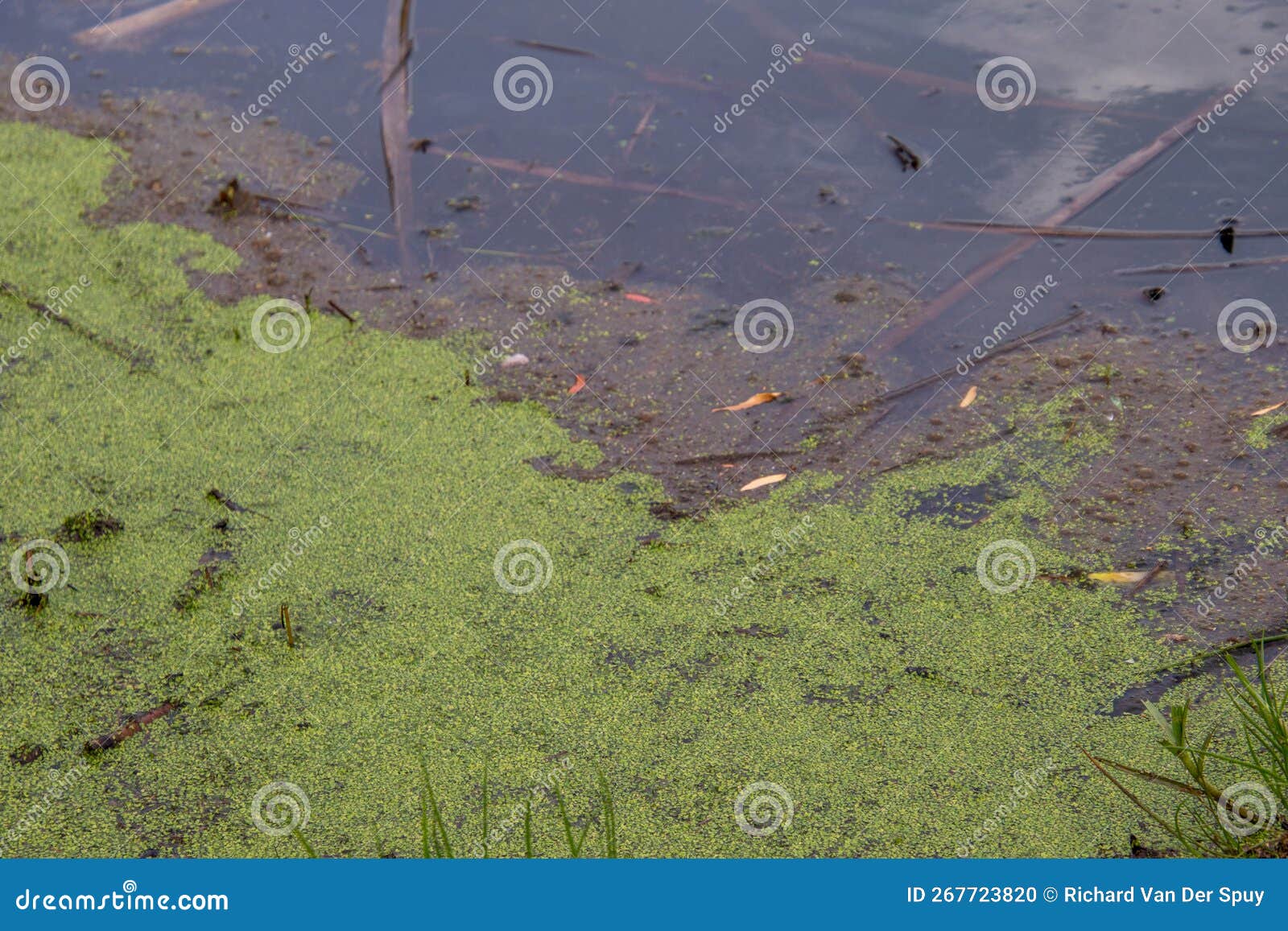 Algae and Plant Matter Float on the Edge of a Pond Stock Photo - Image ...