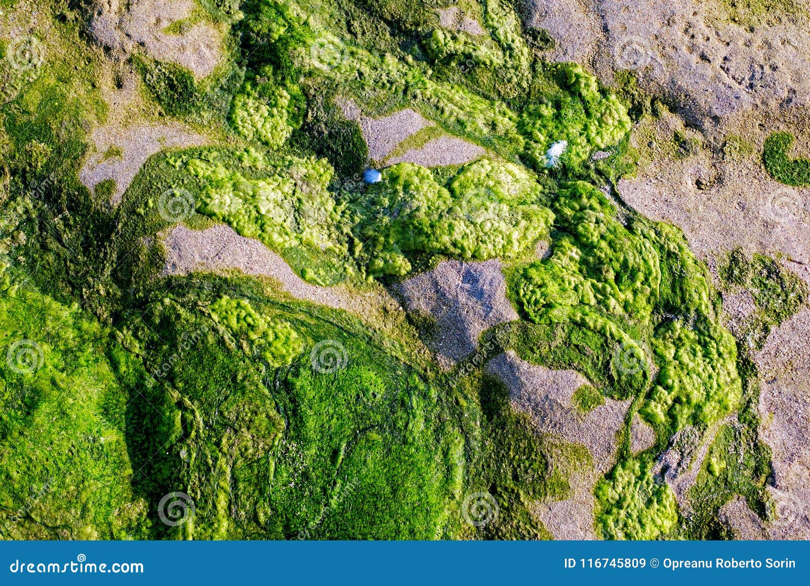 Green algae on sand beach stock image. Image of algae - 116745809