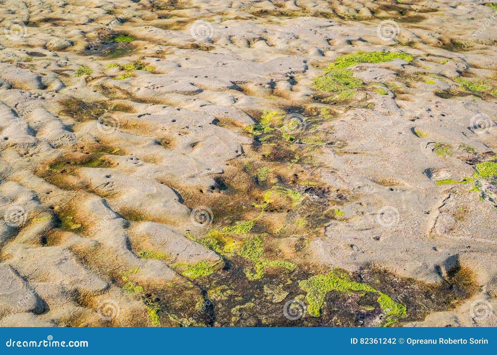 Green algae on sand beach stock photo. Image of lifestyle - 82361242