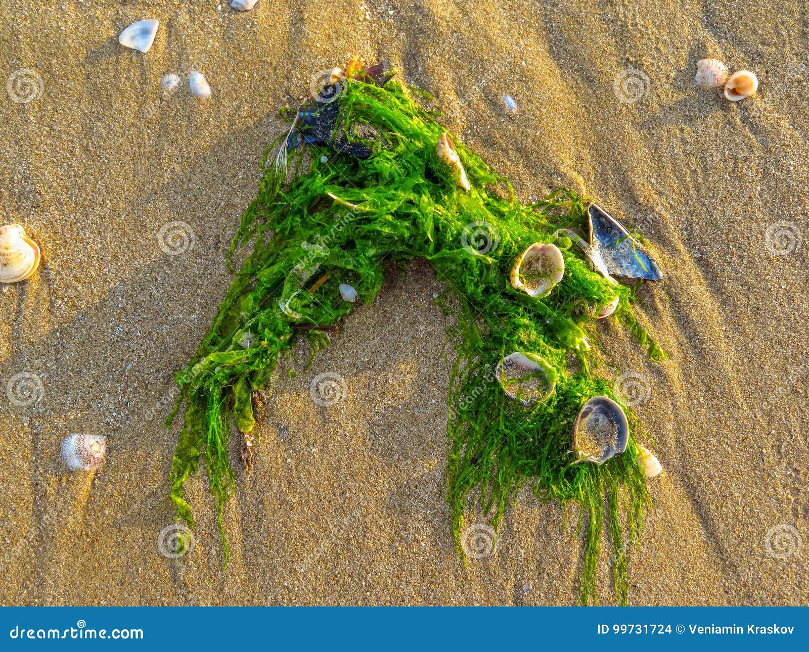 Green Algae on a Sandy Beach Stock Photo - Image of shell, nature: 99731724
