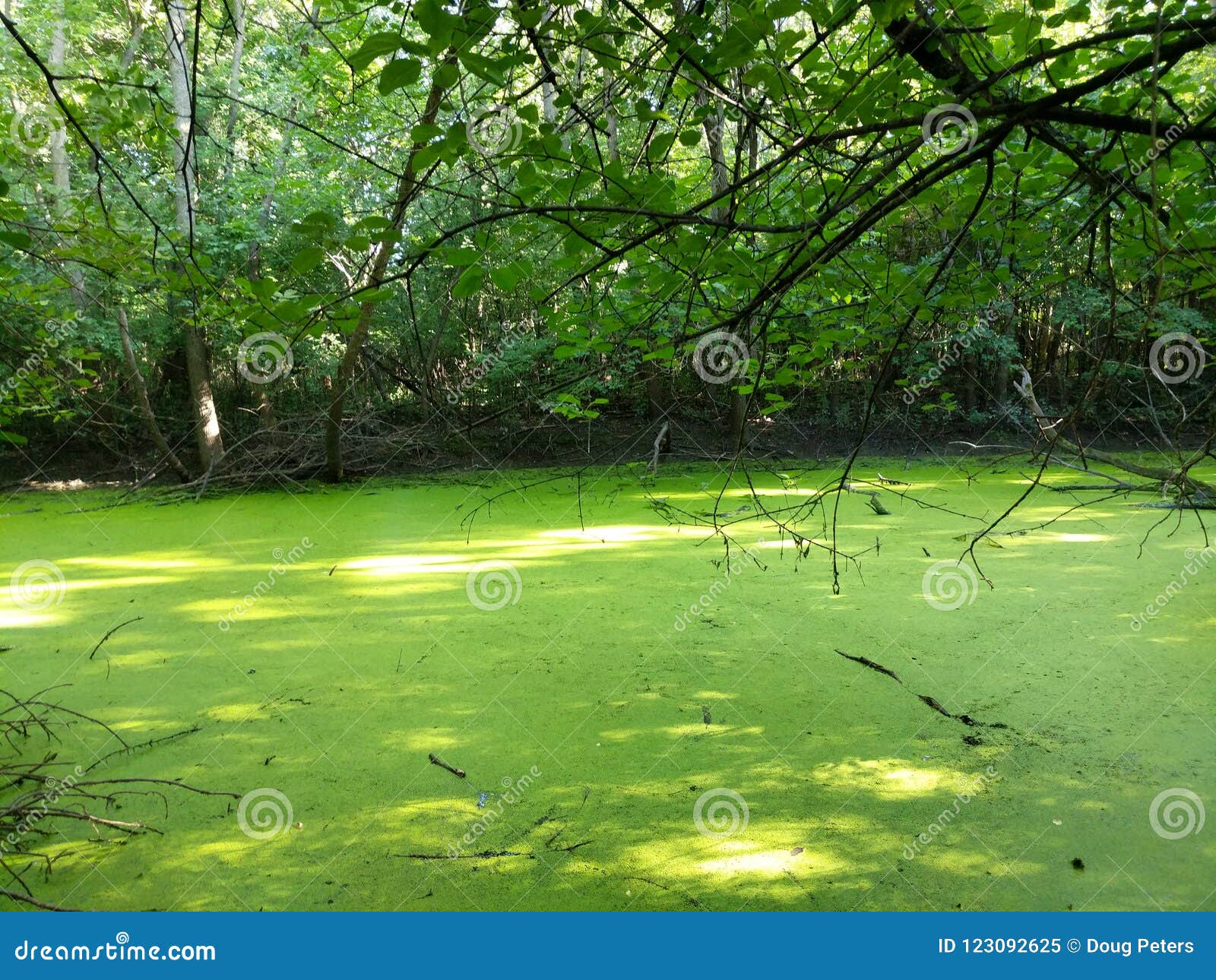 Green Algae Scum Skins the Pond Stock Image - Image of scuz, scum ...