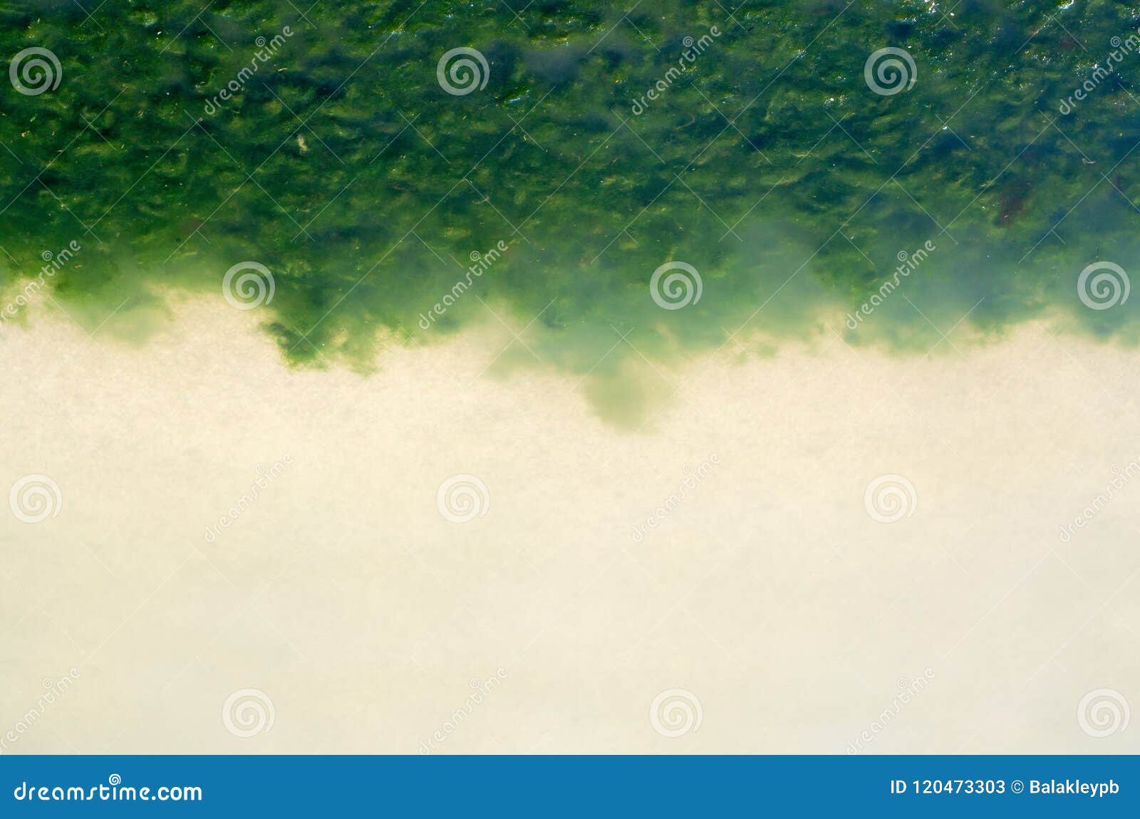 Green Algae on the Sea Beach Stock Image - Image of coast, grass: 120473303