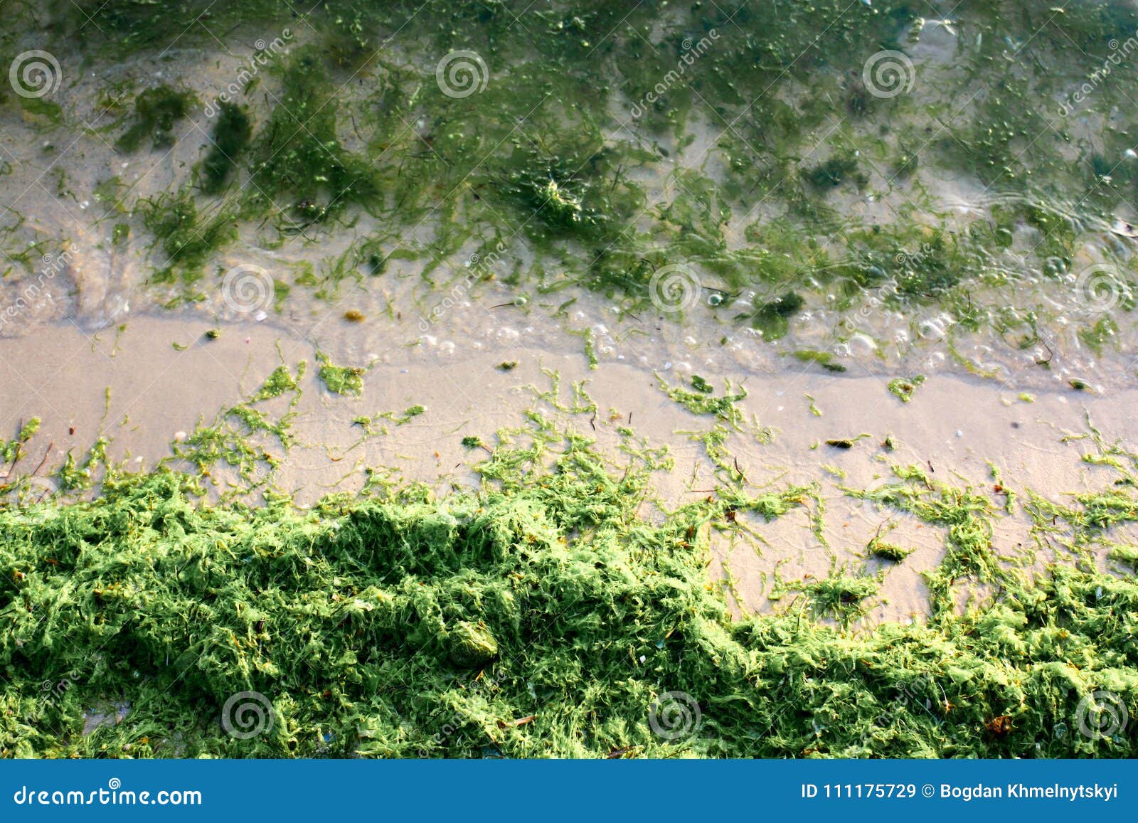 Green Algae on the Sea Beach Stock Image - Image of gravel, green ...