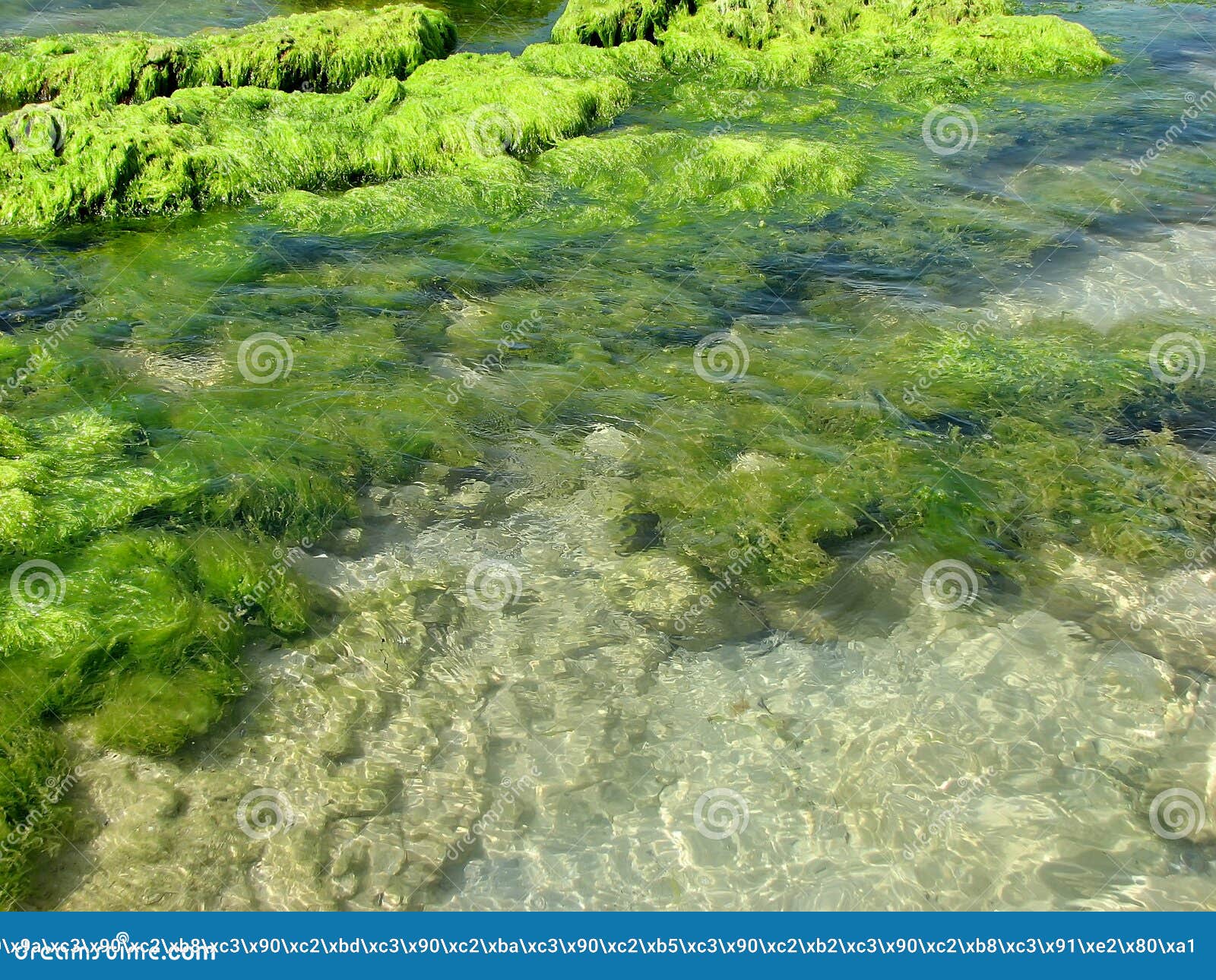 Green algae in the sea stock image. Image of green, valley - 166470955