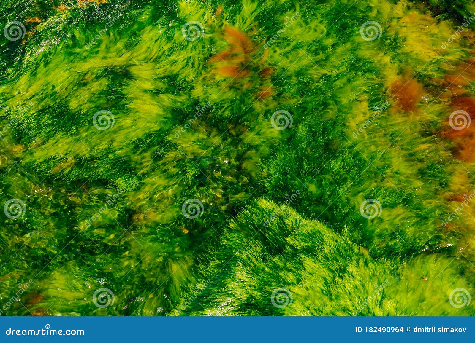 Green Algae in the Sea Water Background Stock Photo - Image of organism ...