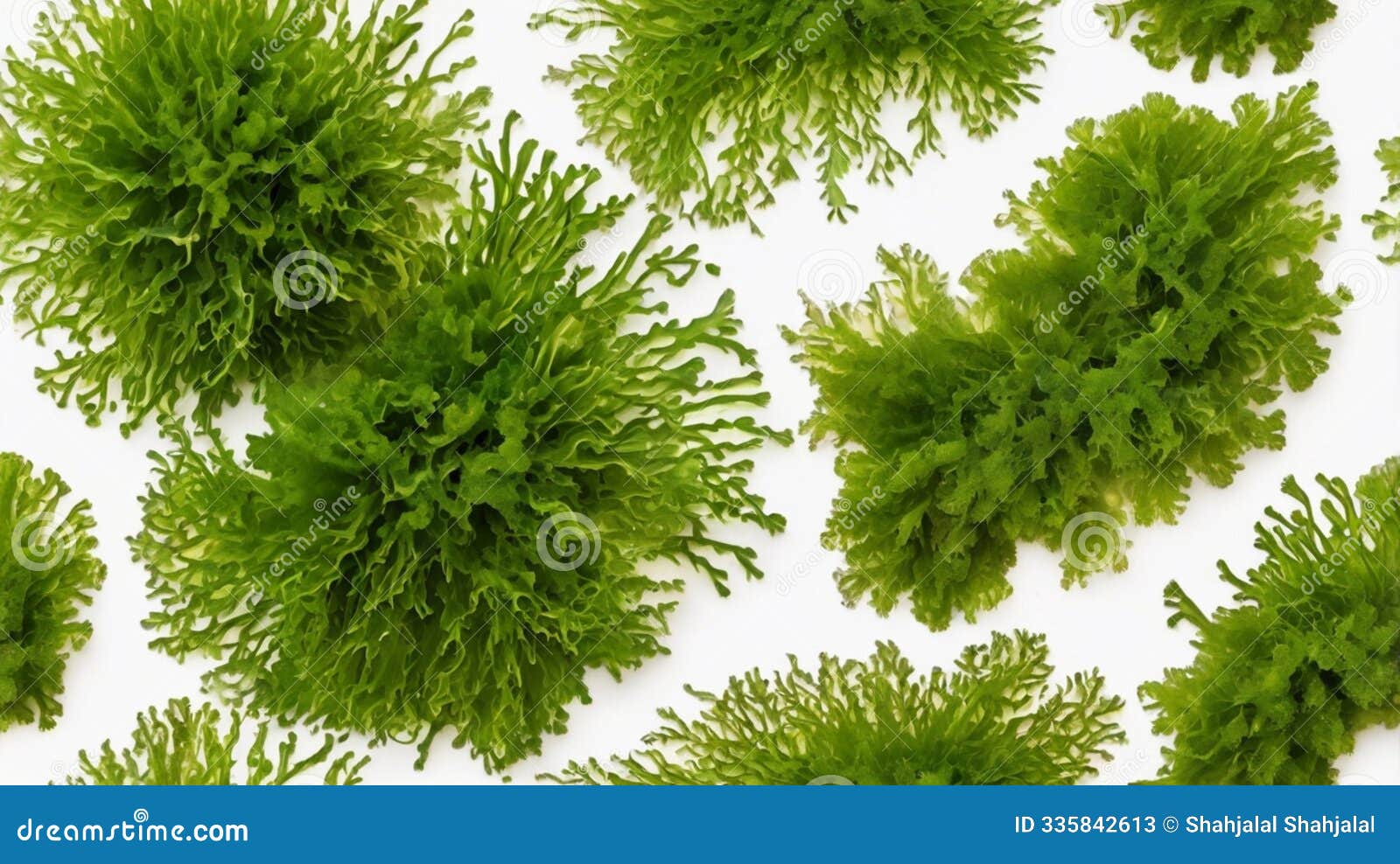 Vibrant Green Sea Algae on White. Stock Image - Image of organism ...