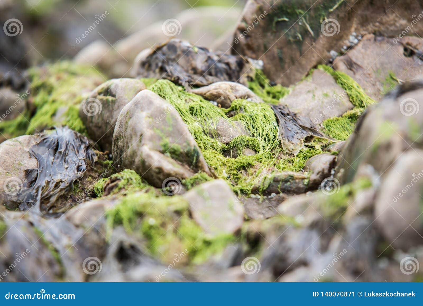 Green Algae on the Sea Rocks after a Powerful Storm Stock Image - Image ...
