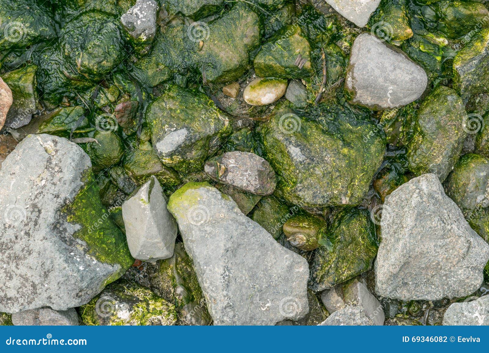 Green algae. stock photo. Image of aquatic, pond, focus - 69346082