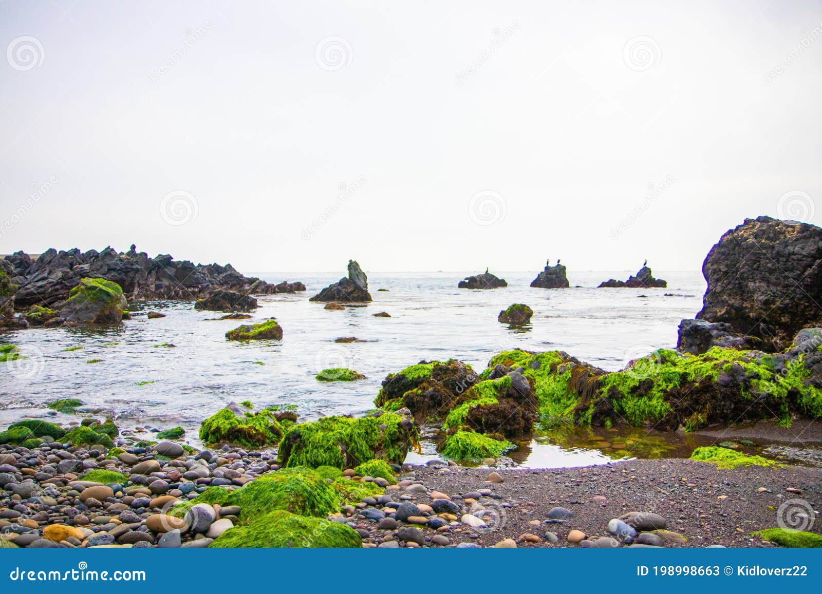 Green Algae on Sea Shore Rocks by the Beach in South Korea Stock Image ...