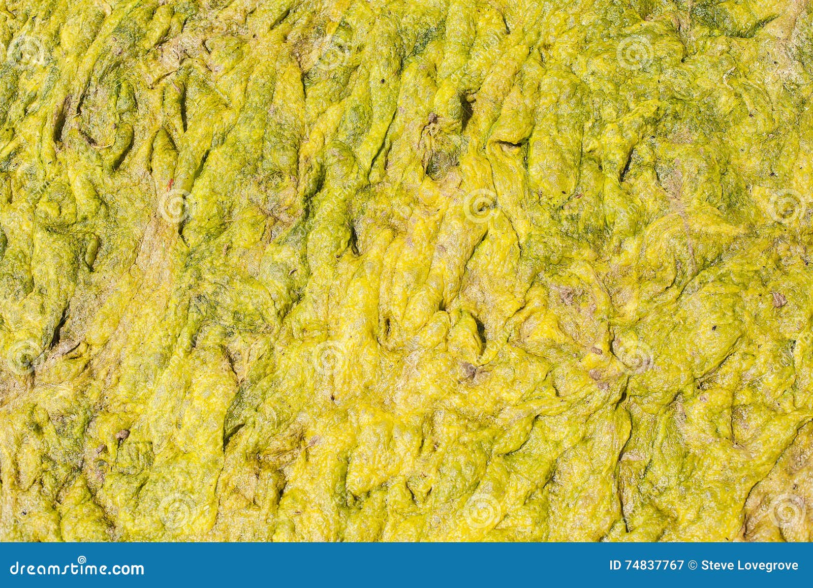 Algae Sludge Floating On The Overflow Concrete Well Ring Surface ...