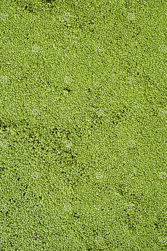 Green Algae. the Solid Background Stock Image - Image of saver, algae ...