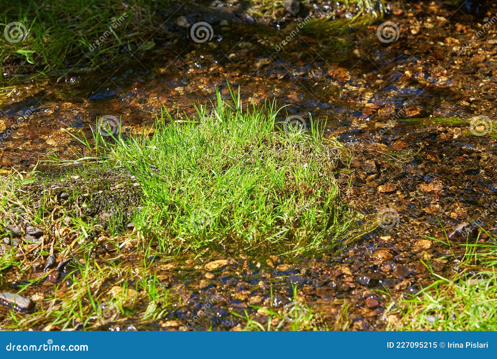 Green Algae and Stones in the River Floor Stock Image - Image of murky ...