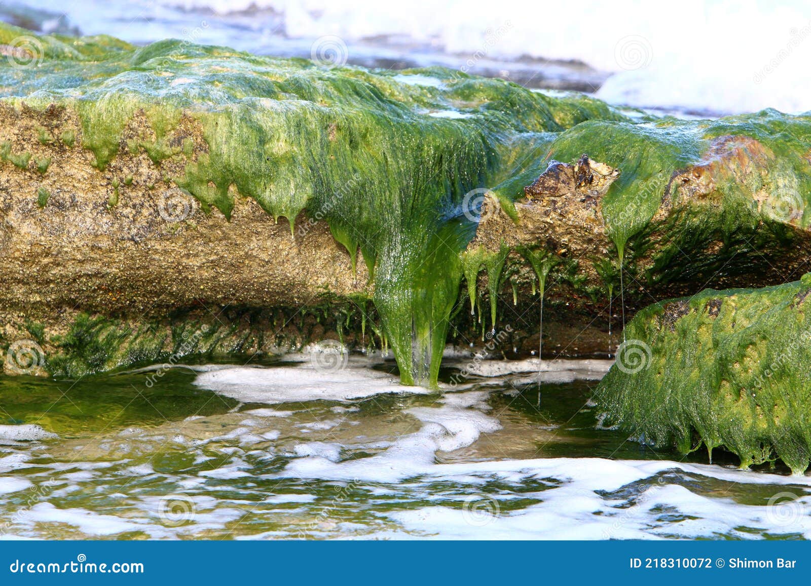 Green Algae on Stones by the Sea Stock Photo - Image of morning ...