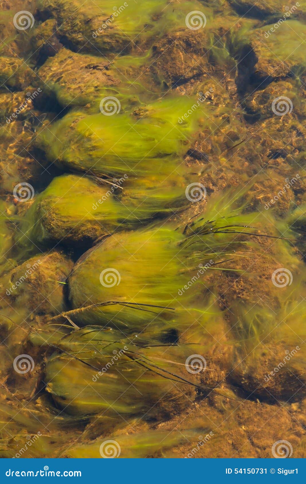 Green Algae in Stream stock image. Image of gently, abstract - 54150731