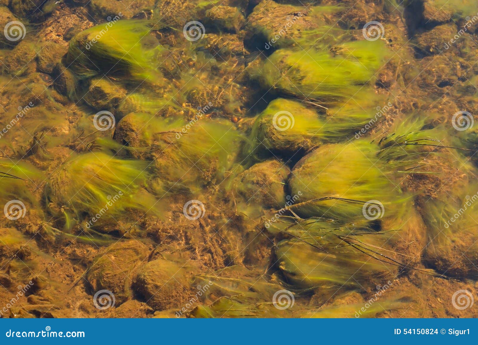Green Algae in Stream stock photo. Image of delicate - 54150824