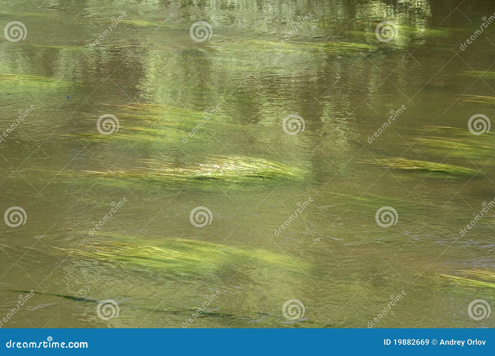 Green Algae in the Stream of Water Stock Image - Image of detail, river ...