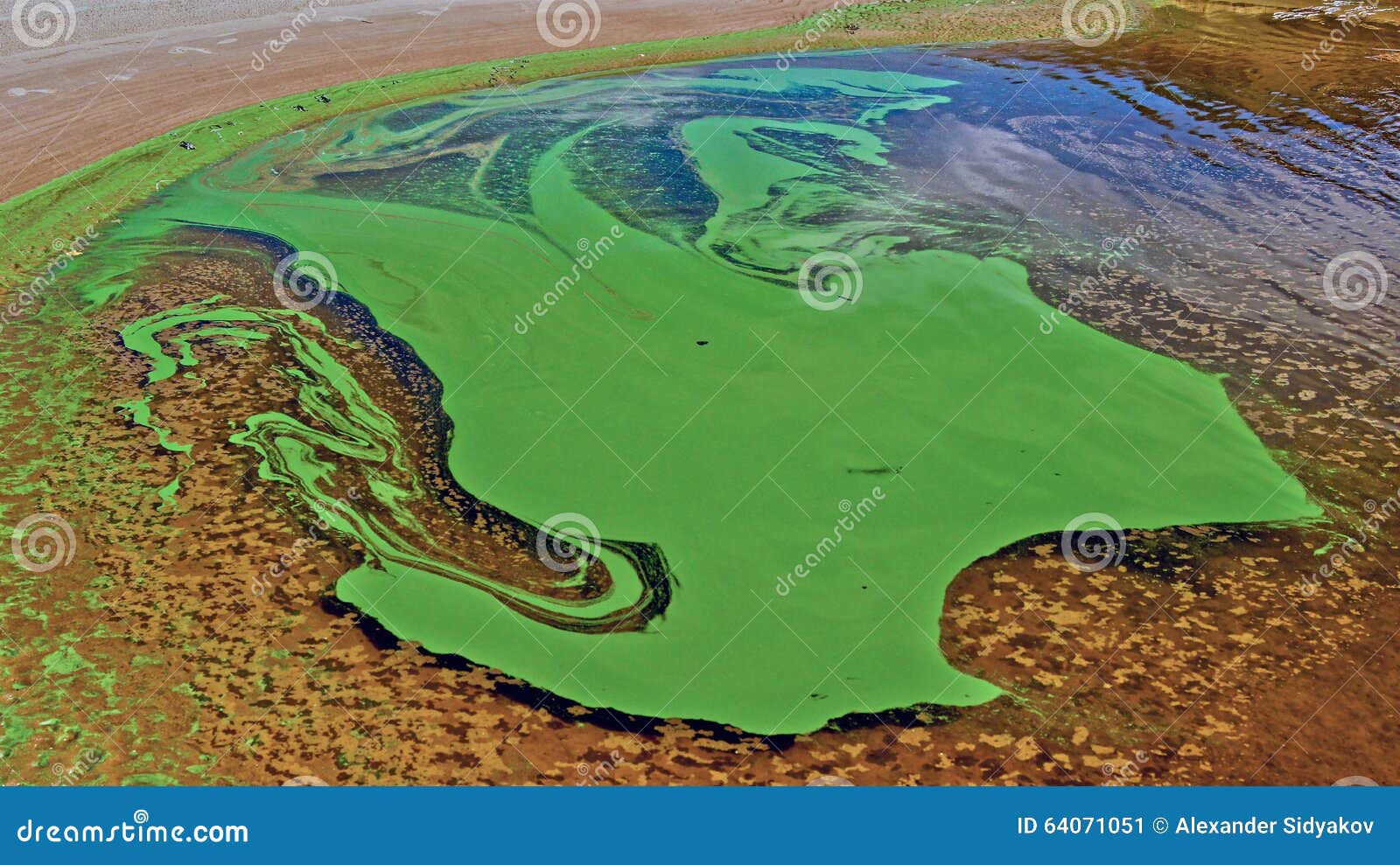 Tina And Algae On Lake, River, Pond. Water Bloom. Overgrown Water ...