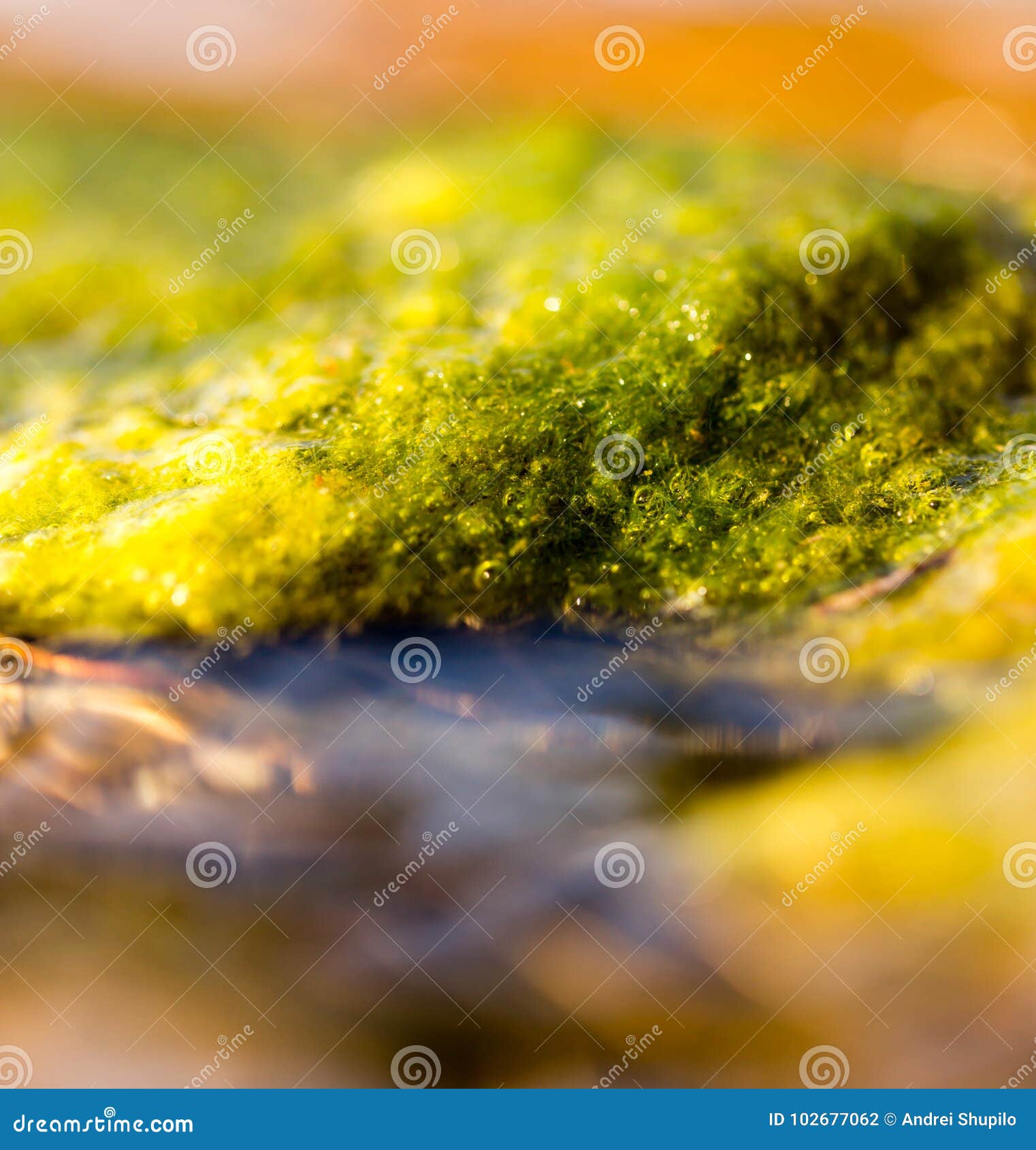 Green Algae on the Surface of the Stream Stock Photo - Image of water ...