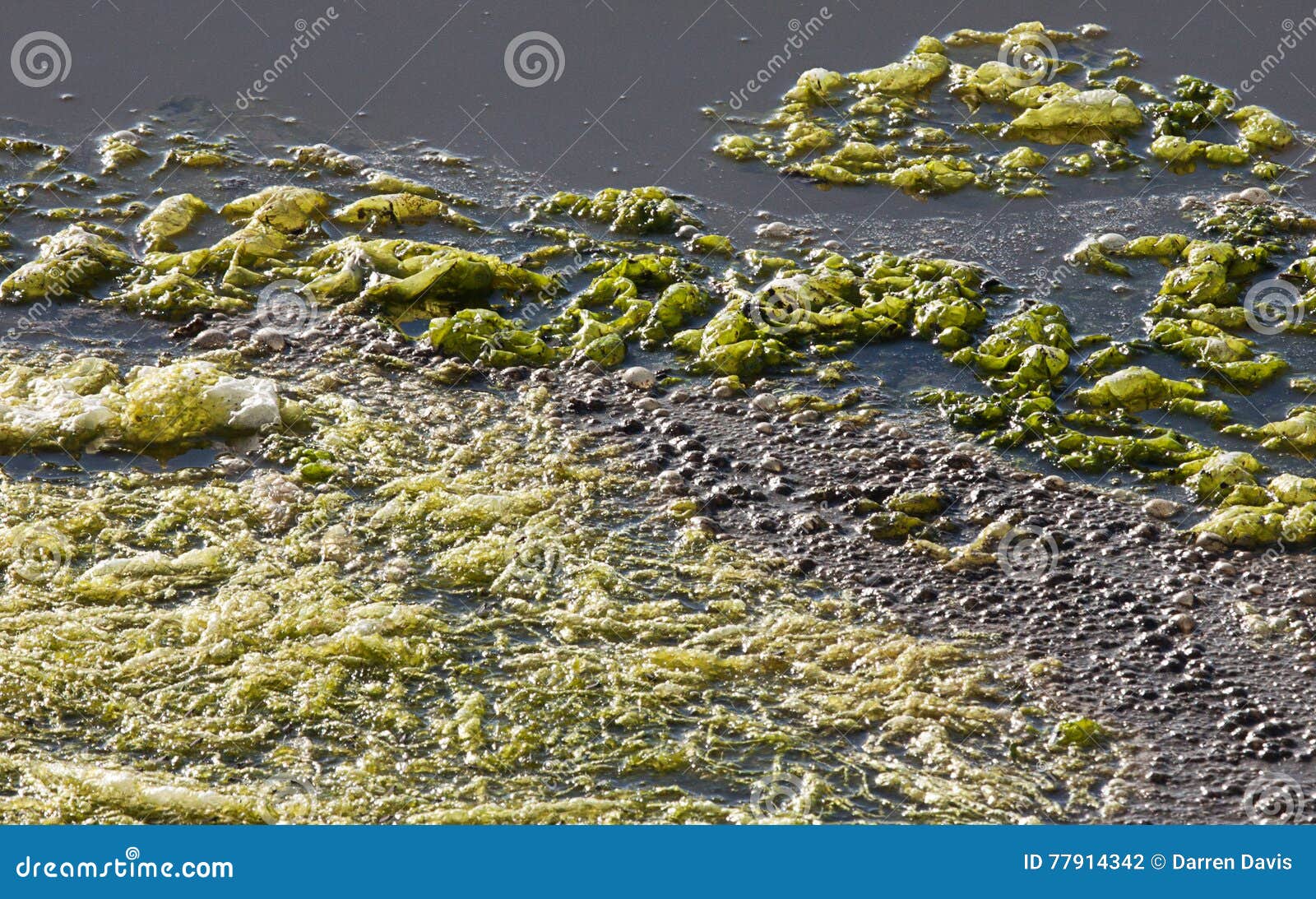 Green Algae on Surface of Water Stock Photo - Image of surface, green ...