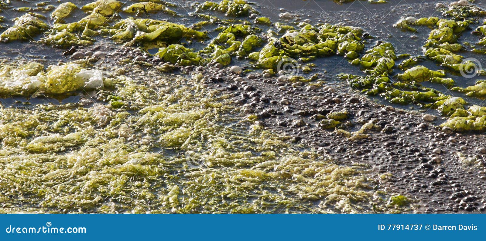 Green Algae on Surface of Water Stock Image - Image of bloom ...