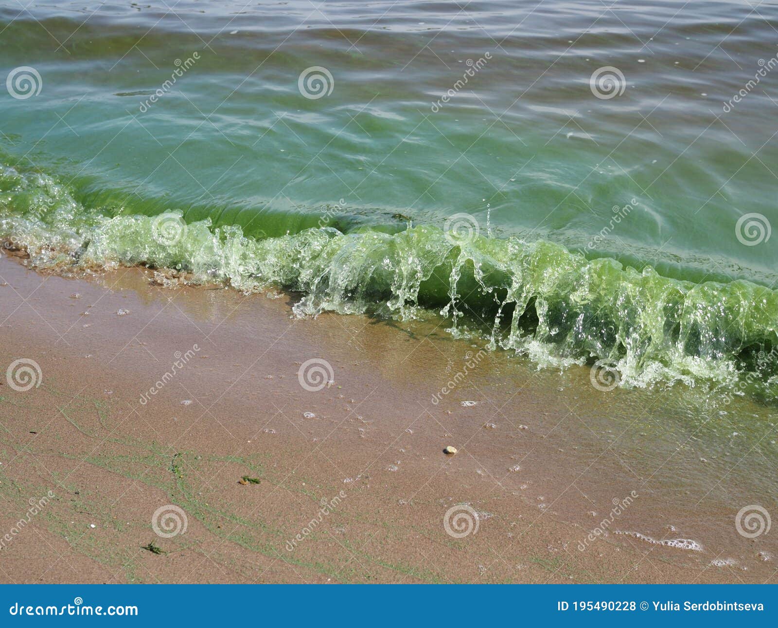 Green Algae on the Surface of the Water. Blooming Water As a ...