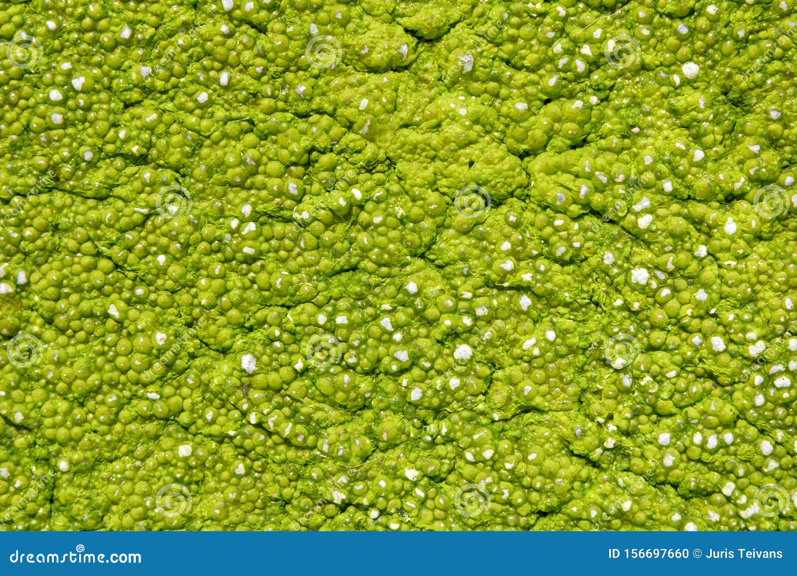 Green Algae on the Surface of the Water Stock Photo - Image of ...