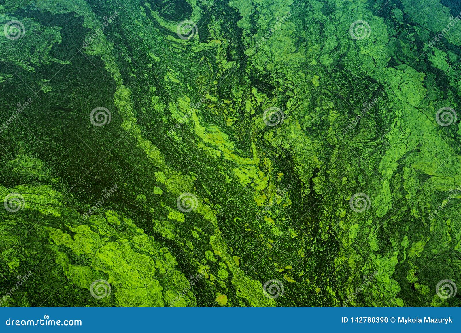 Green Algae on Surface of Water. Flowering Water As Background or ...