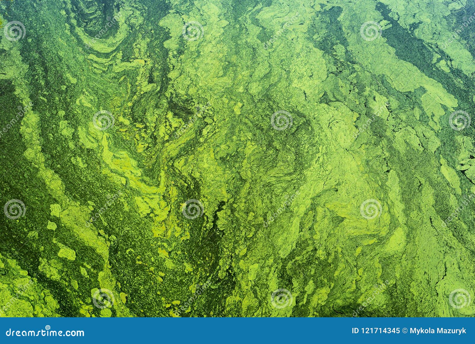 Green Algae on the Surface of the Water Stock Image - Image of beauty ...