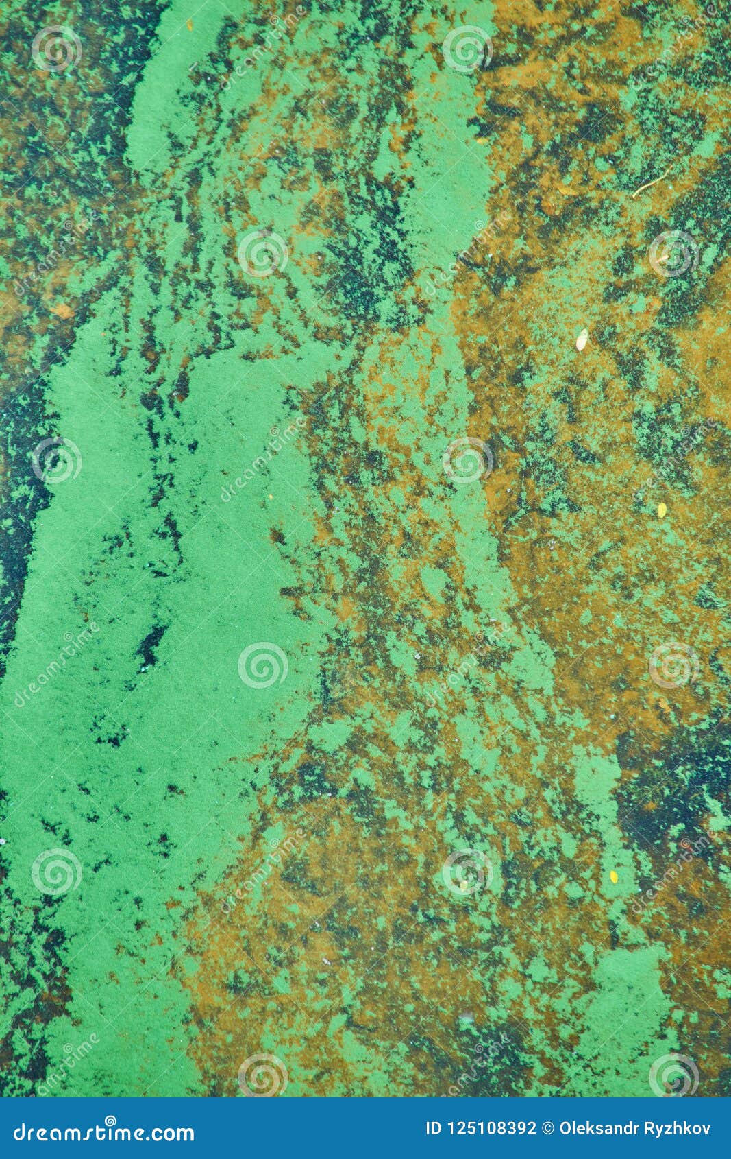 Green Algae on the Surface of the Water. Stock Photo - Image of ...