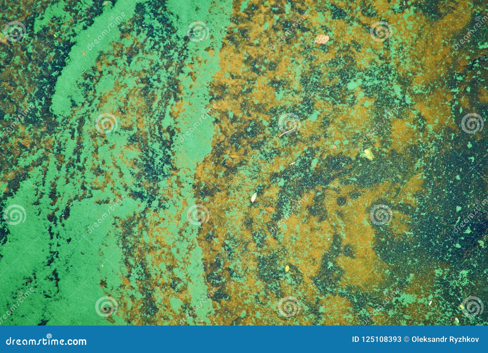 Green Algae on the Surface of the Water. Stock Image - Image of ...